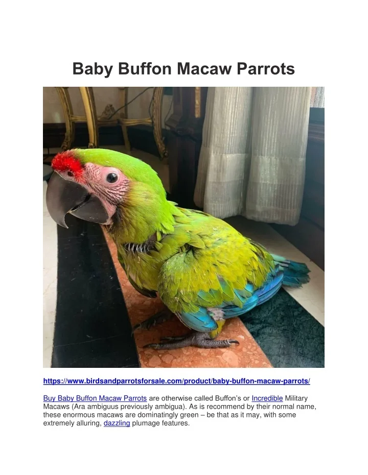 PPT - Baby Buffon Macaw Parrots PowerPoint Presentation, free download ...