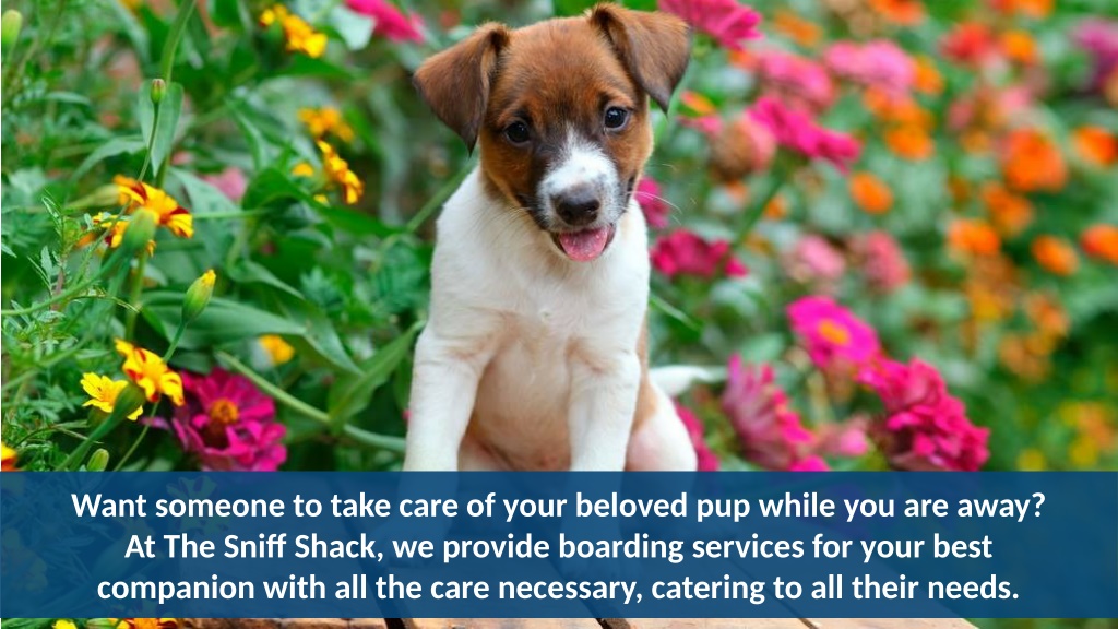 PPT - The Sniff Shack provides boarding services for your pups with all ... PPT - The Sniff Shack provides boarding services for your pups with all ...