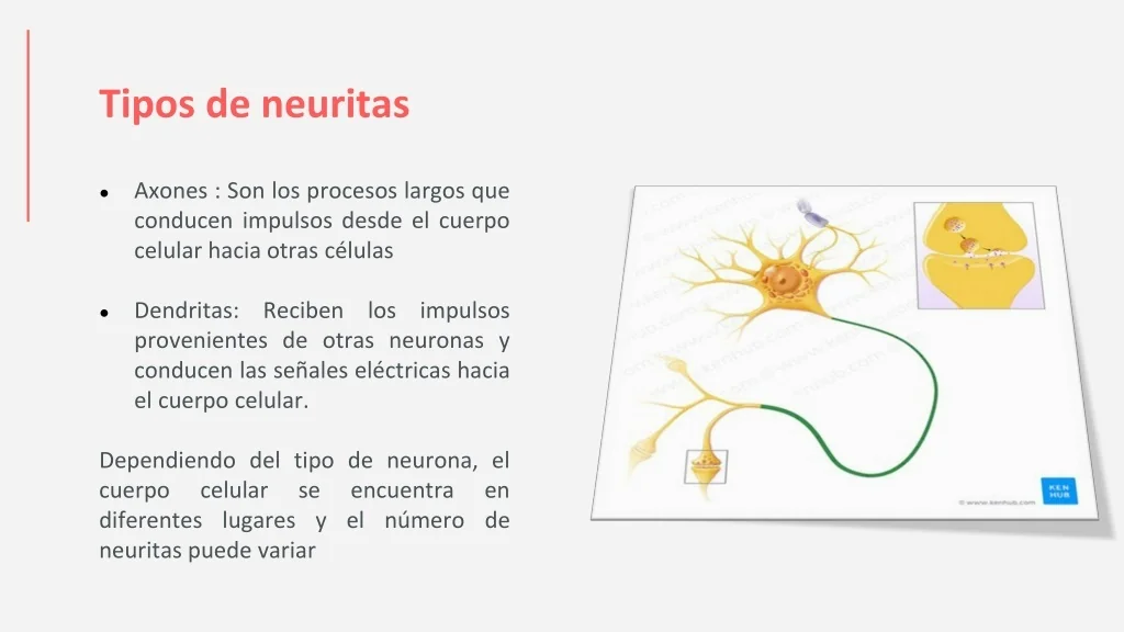 PPT - Sistema nervioso Gnrld PowerPoint Presentation, free download ...