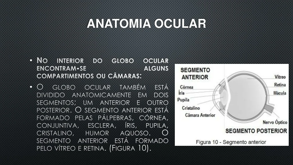 PPT - Anatomia, Fisiologia e Patologia Ocular PowerPoint Presentation, free download - ID:12815685
