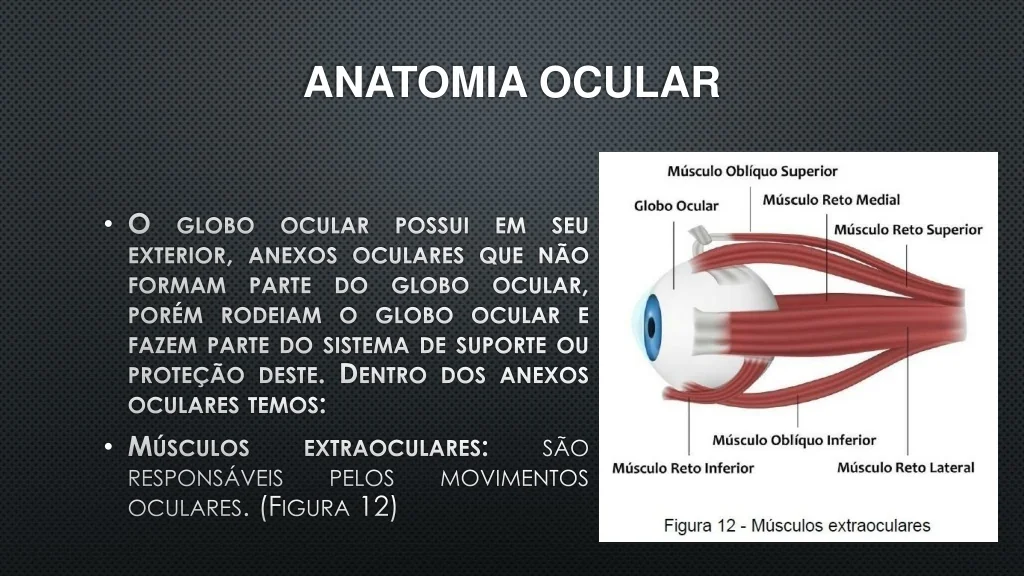 PPT - Anatomia, Fisiologia e Patologia Ocular PowerPoint Presentation ...