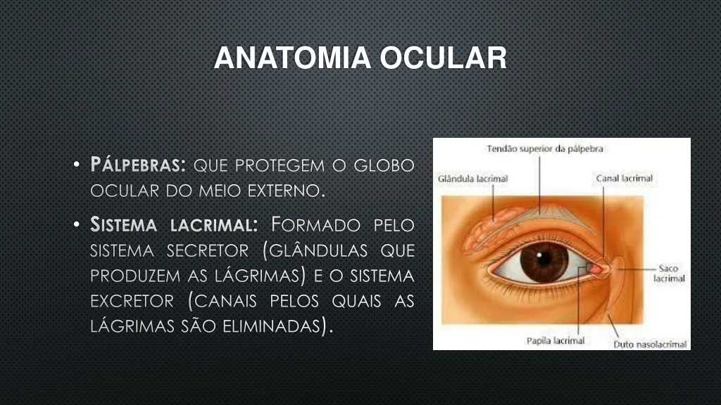 PPT - Anatomia, Fisiologia e Patologia Ocular PowerPoint Presentation, free download - ID:12815685