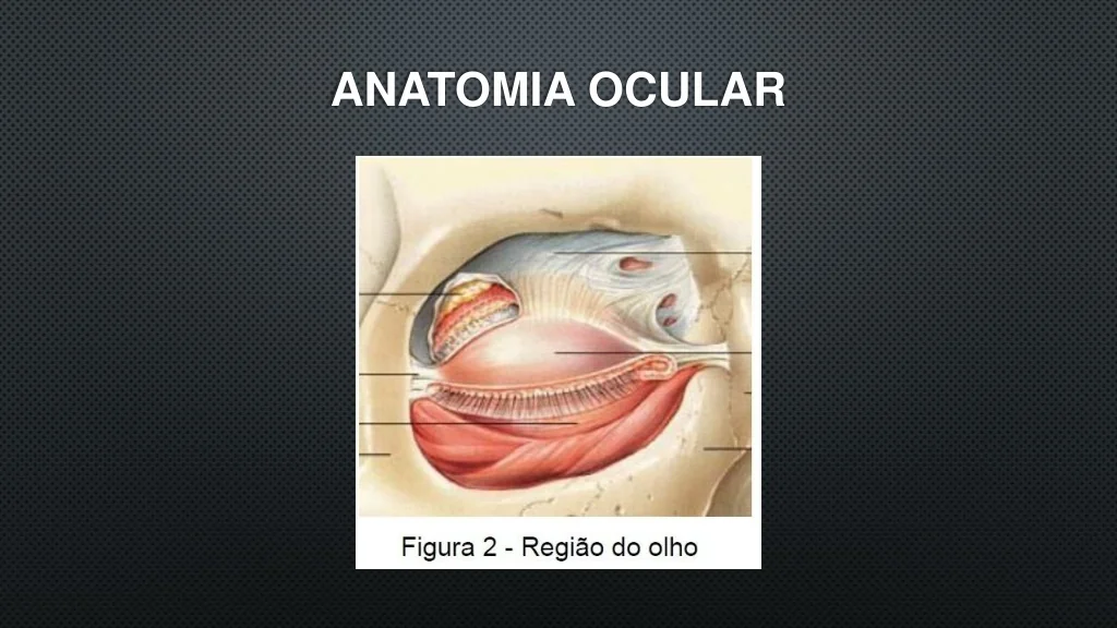 PPT - Anatomia, Fisiologia e Patologia Ocular PowerPoint Presentation ...