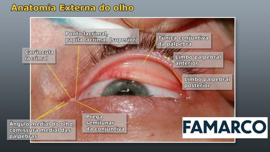 PPT - Anatomia, Fisiologia e Patologia Ocular PowerPoint Presentation ...