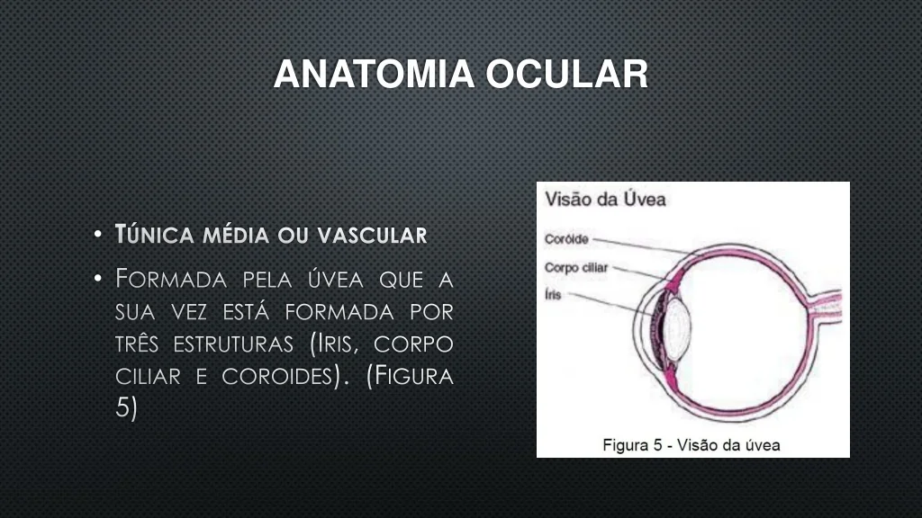 PPT - Anatomia, Fisiologia e Patologia Ocular PowerPoint Presentation ...