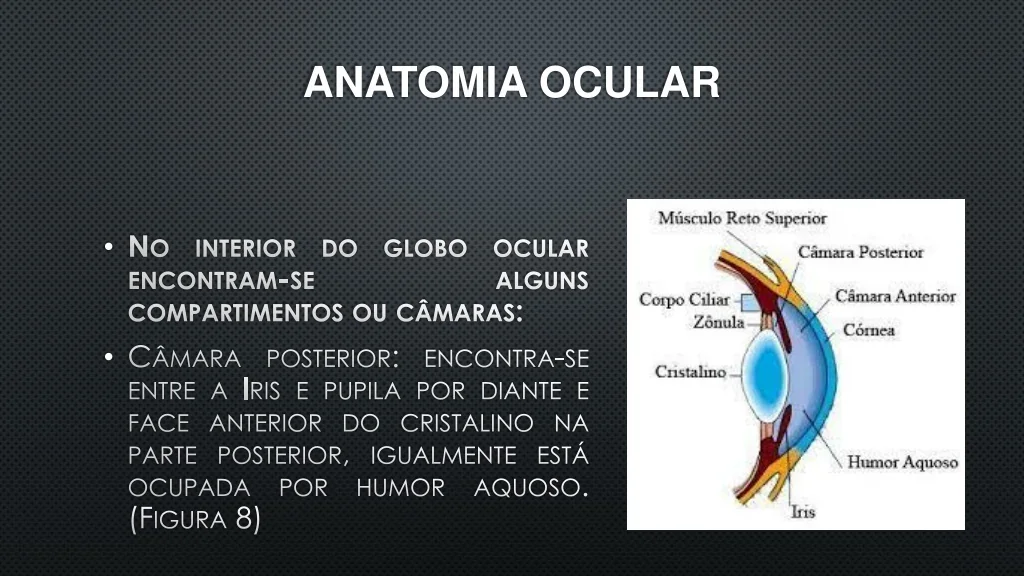 PPT - Anatomia, Fisiologia e Patologia Ocular PowerPoint Presentation, free download - ID:12815685