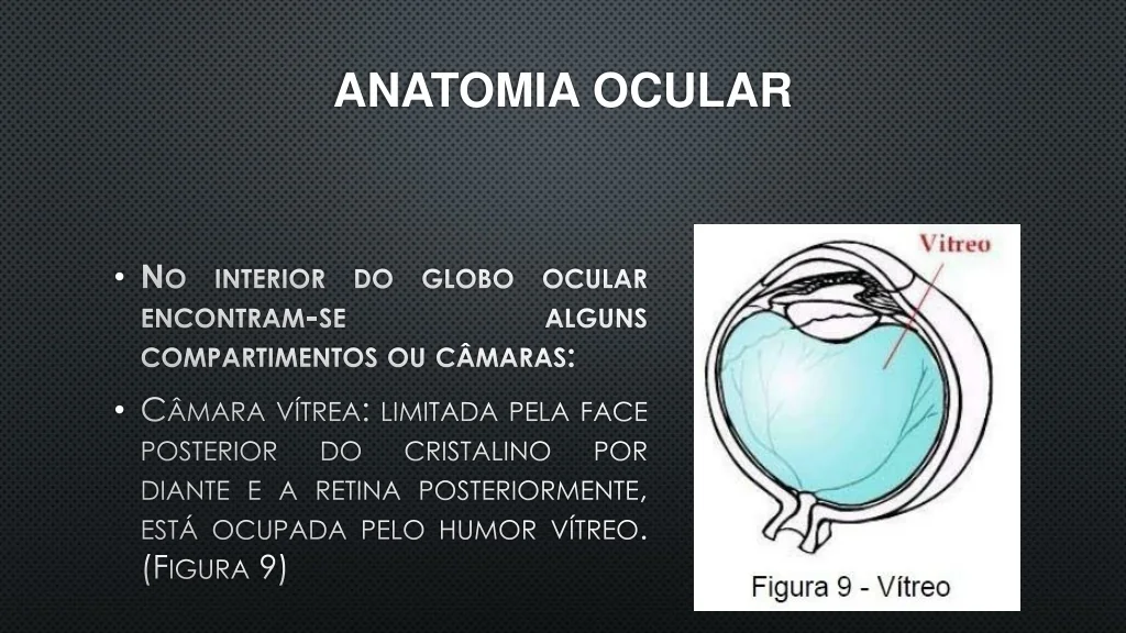 PPT - Anatomia, Fisiologia e Patologia Ocular PowerPoint Presentation ...