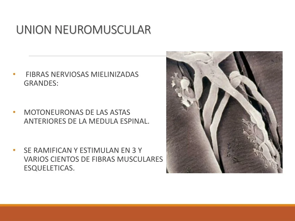 PPT - Capitulo 7- excitacion del musculo PowerPoint Presentation, free ...