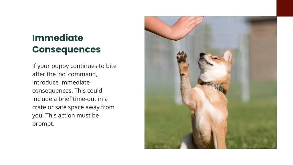 PPT - 7 Steps to Teaching Puppies Not to Bite PowerPoint Presentation ...