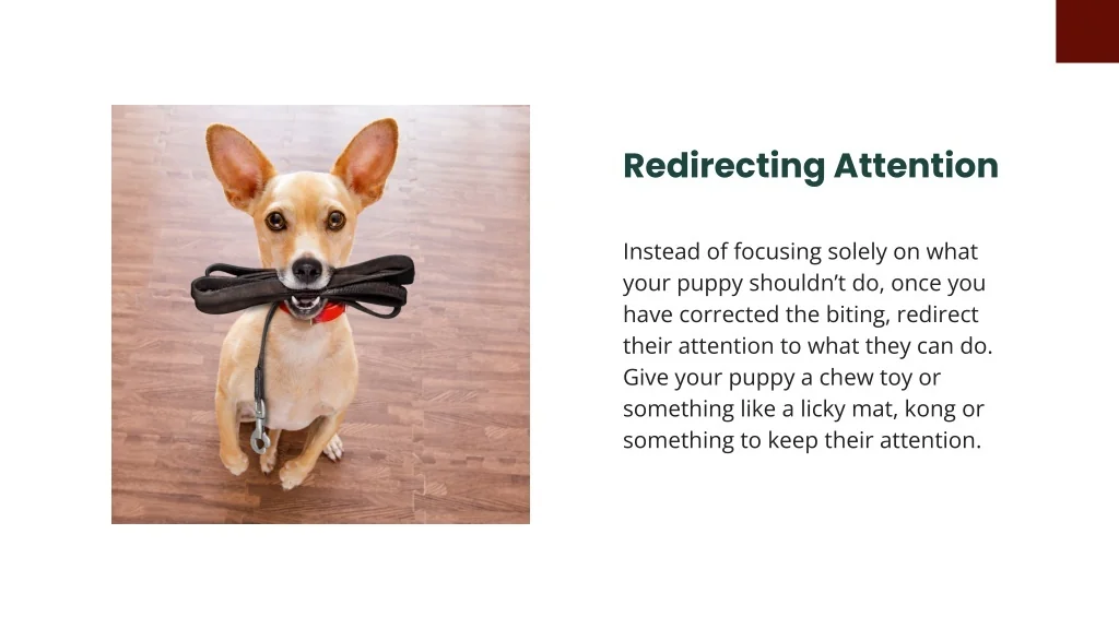 PPT - 7 Steps to Teaching Puppies Not to Bite PowerPoint Presentation ...