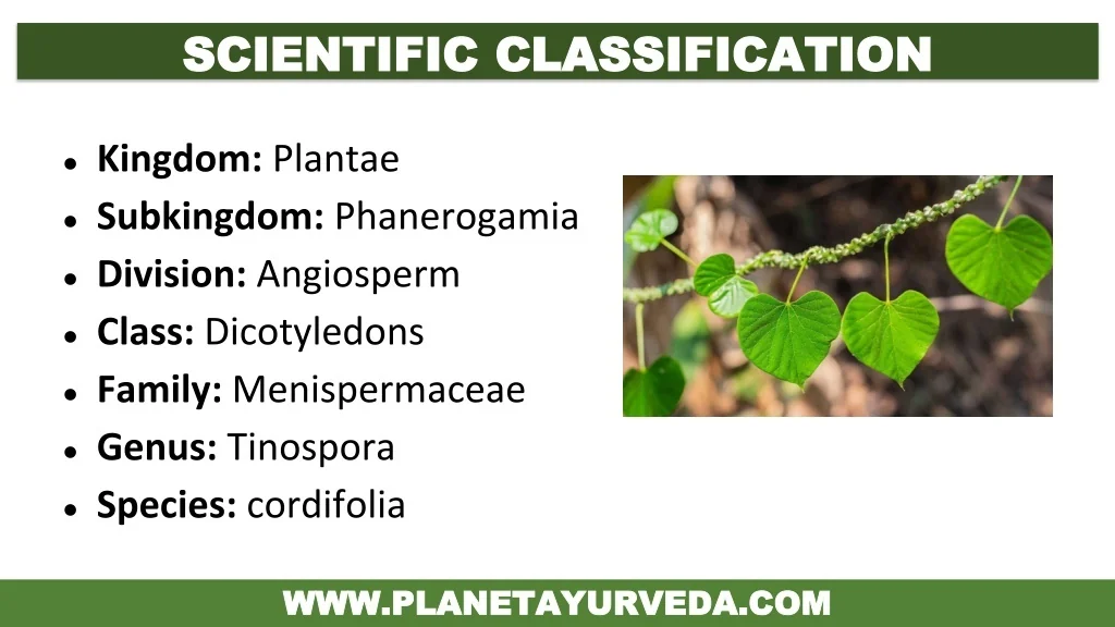 PPT - Exploring Giloy Classical Synonyms, Ayurvedic Benefits, and ...