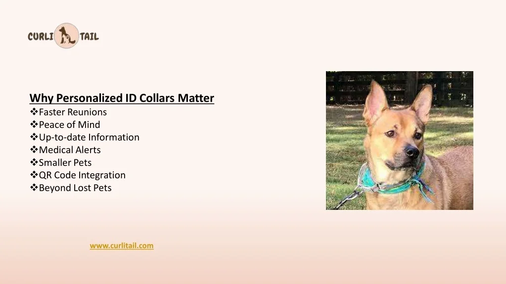 PPT - Importance Of Personalized ID Collars For Your Four-Legged ...