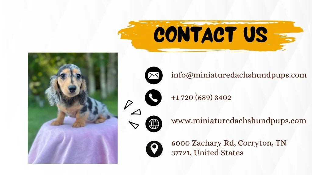 PPT - Discover the Top 15 Friendliest Dog Breeds to Melt Your Heart ...