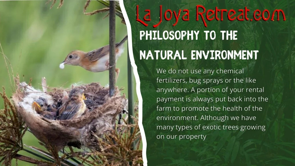 PPT - Explore Costa Rica Breath taking Birds with La Joya Retreat ...