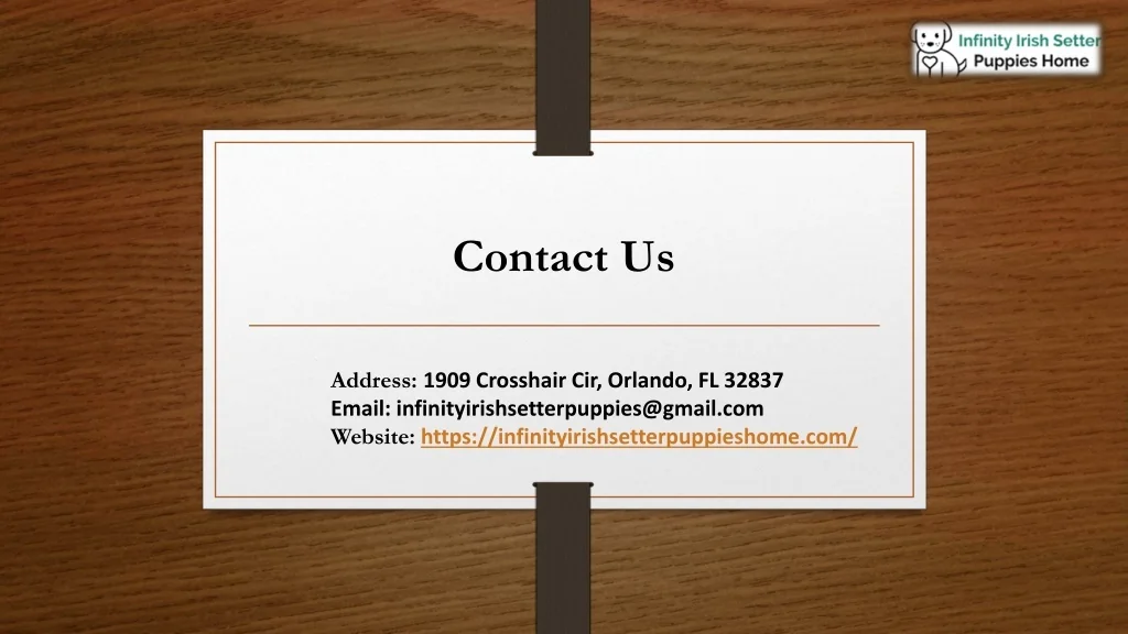 PPT - English Setter Puppies for Sale - Healthy and Well-Adjusted PowerPoint Presentation - ID ...