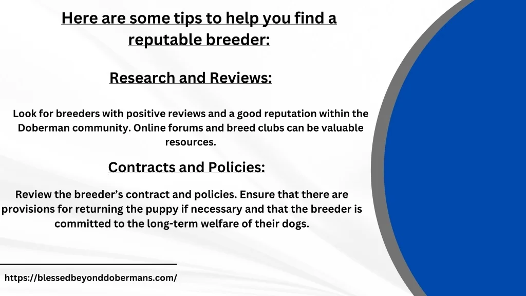 PPT - Pure bred Doberman Puppies for Sale in Denver PowerPoint ...