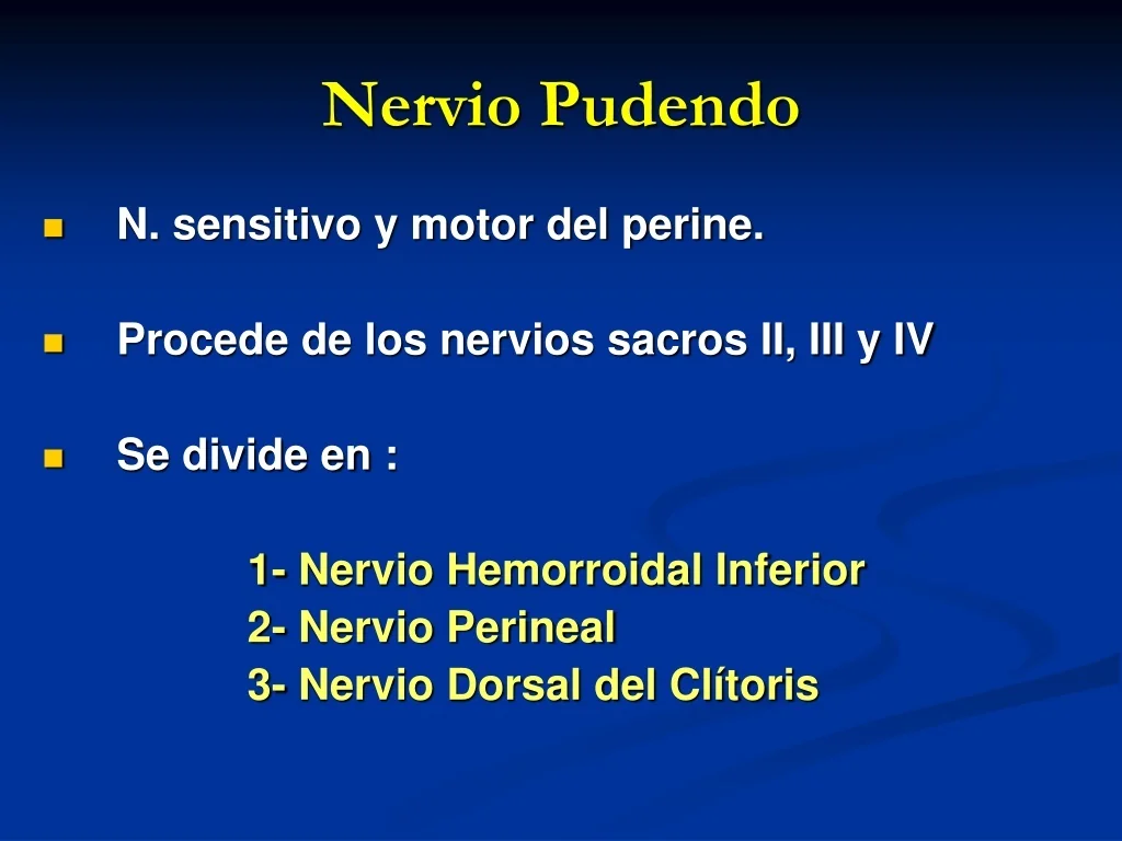 PPT - anatomia-funcional-del-piso-pelvico-copia PowerPoint Presentation ...
