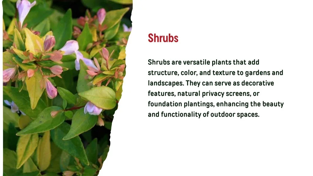 PPT - Shrubs For Sale - www.mailordertrees.co.uk PowerPoint ...