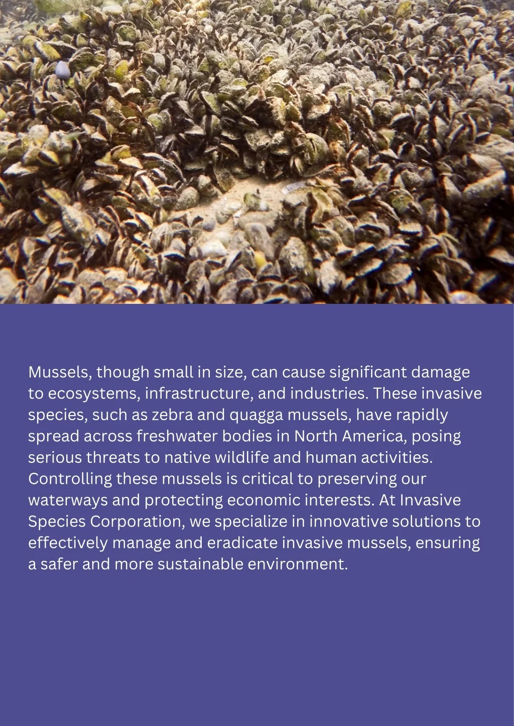 PPT - Effective Solutions to Kill Mussels and Protect Waterways ...