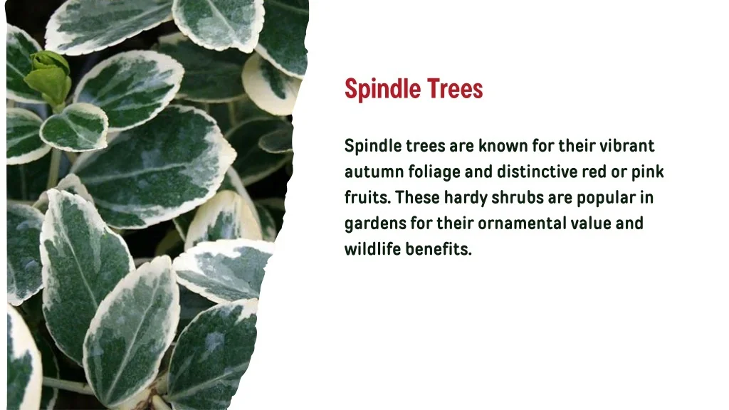 PPT - Spindle Trees for Sale - www.mailordertrees.co.uk PowerPoint ...