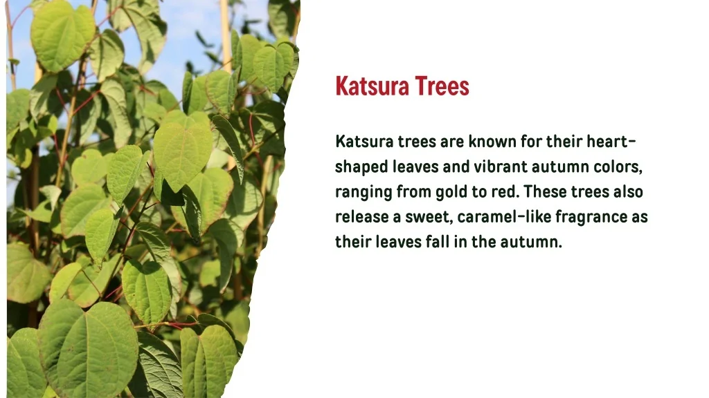 PPT - Katsura Trees For Sale - www.mailordertrees.co.uk PowerPoint ...