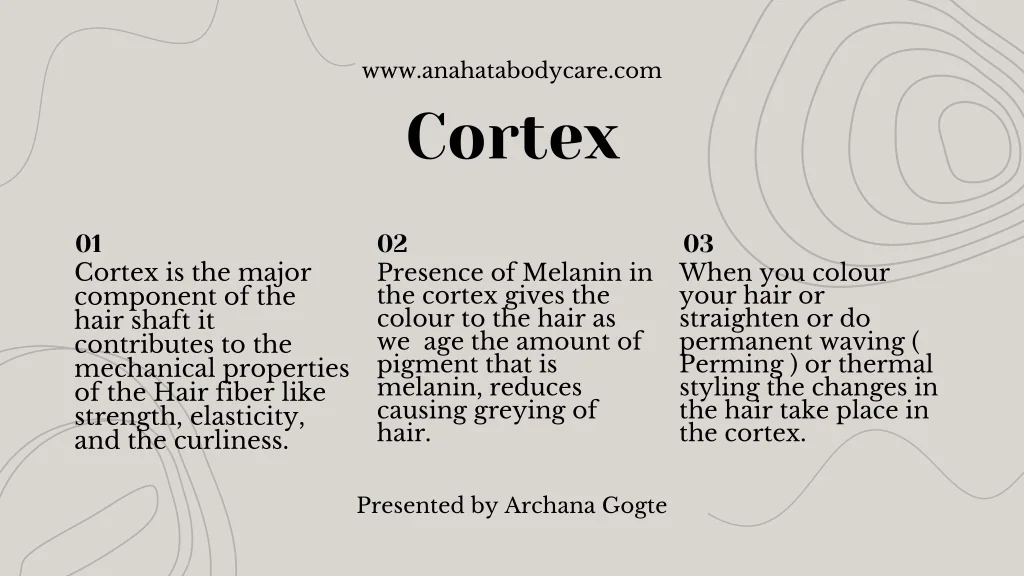 PPT - HAIR CARE ESSENTIALS PPT PowerPoint Presentation, free download ...