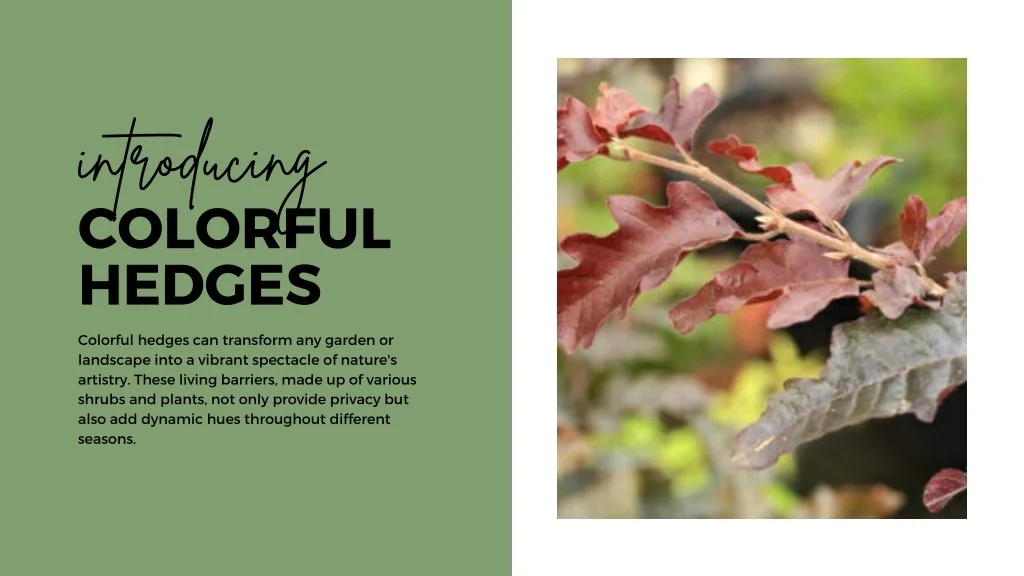 PPT - Designing with Colorful Hedges: Ideas for Every Garden PowerPoint ...