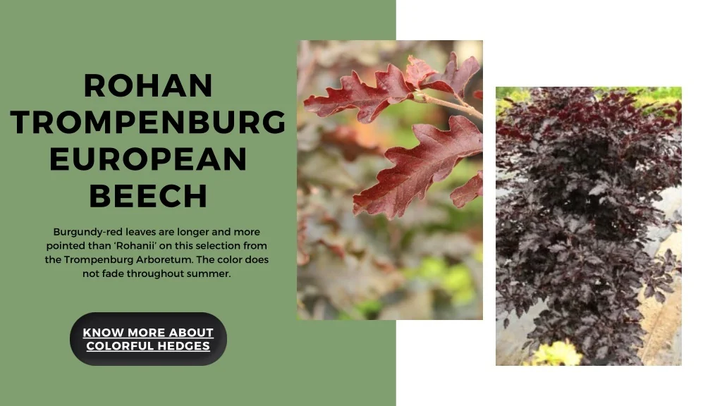 PPT - Designing with Colorful Hedges: Ideas for Every Garden PowerPoint ...